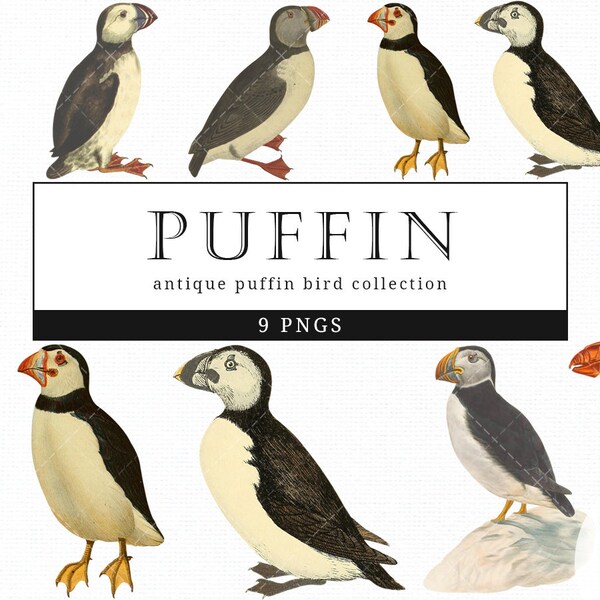 Puffin Illustration - Etsy