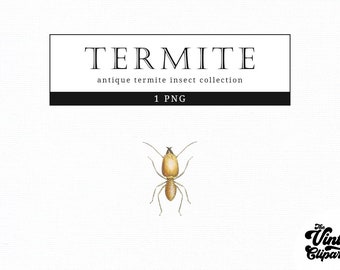 Termite Clip Art - Etsy