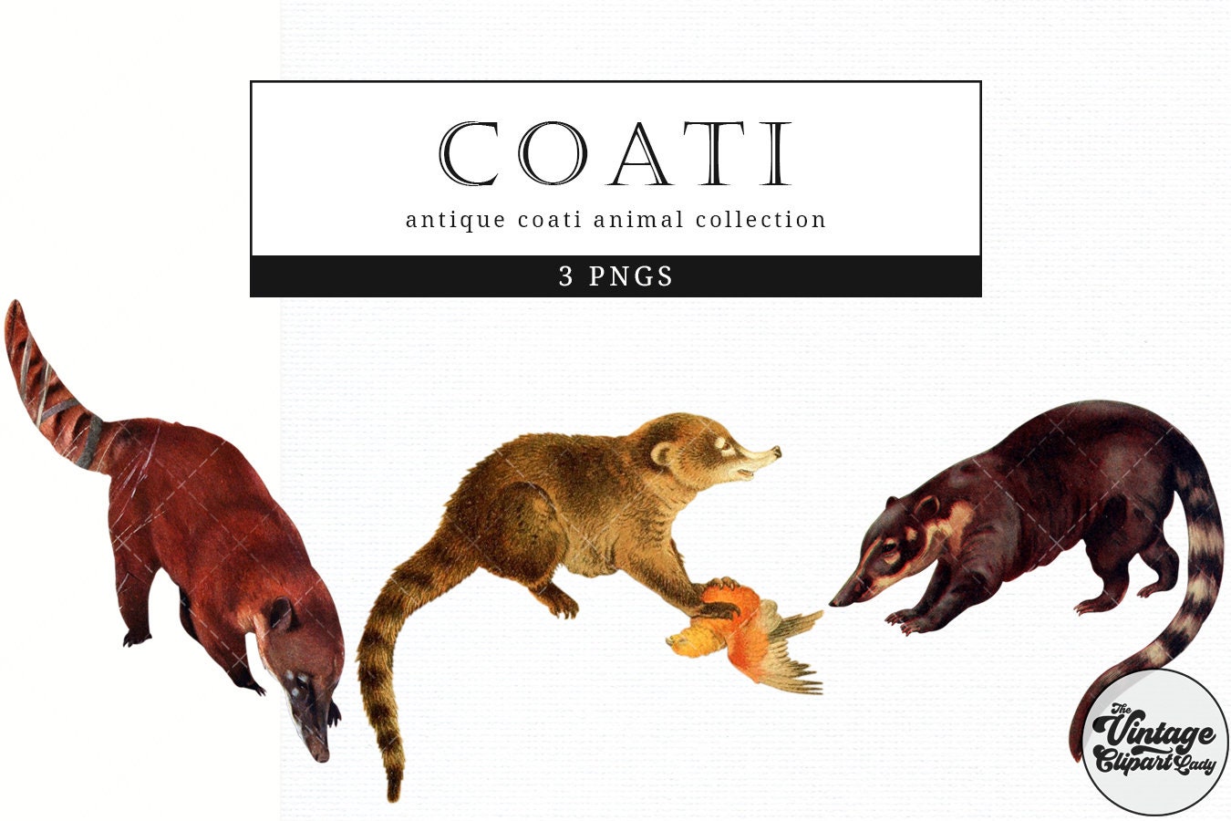 White Nosed Coati Anatomy