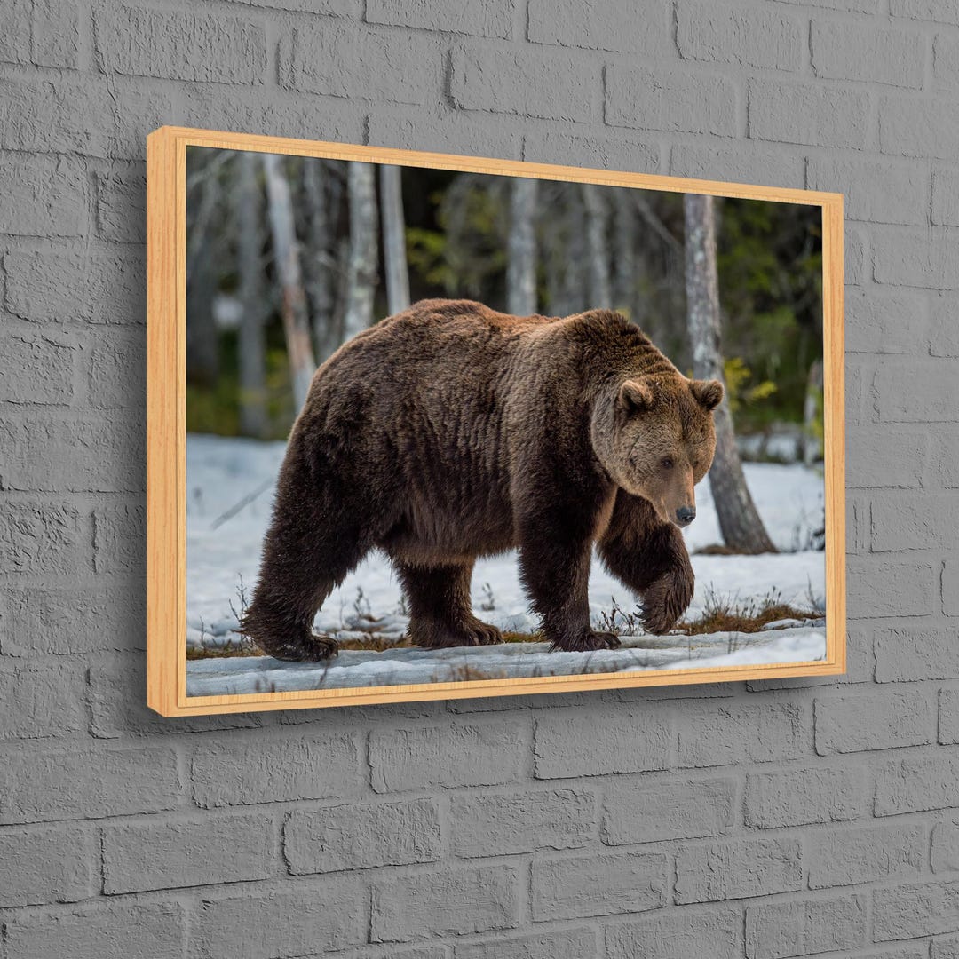 Brown Bear Canvas Poster, Animal Printed, Bear Art, Man Cave Canvas Art ...