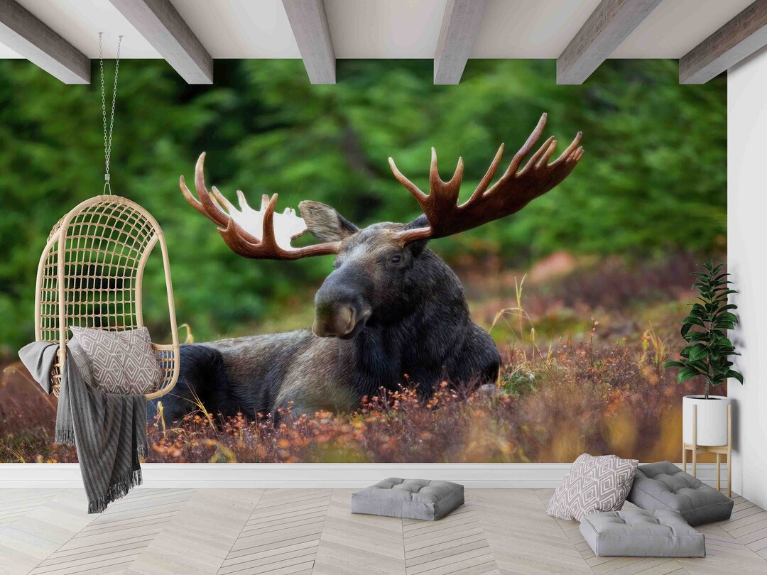 Buy Elk Wall Mural, Moose Wallpaper, Wild Animal Wall Art, Animal Wall ...