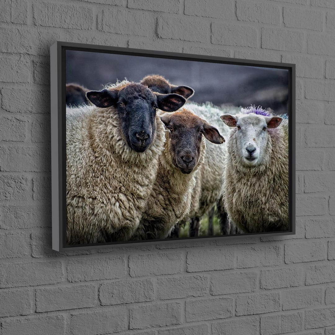 Sheep Wall Decor, Farmhouse Canvas Poster, Wall Decoration, Gift for Him, Animal Wall Decor ...