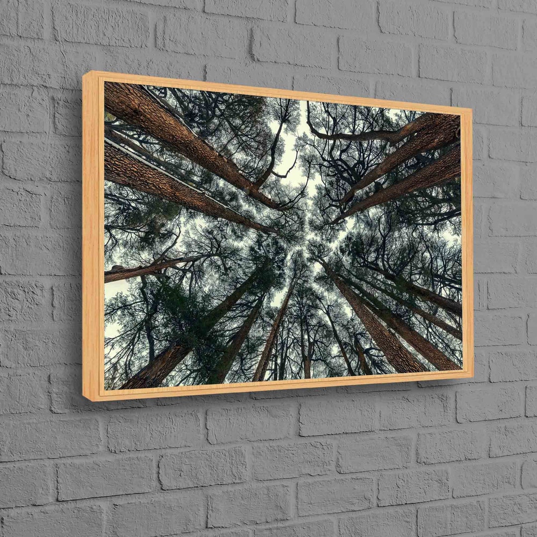 Forest Canopy Perspective Canvas Wall Art – Tall Pine Tree Nature Print ...