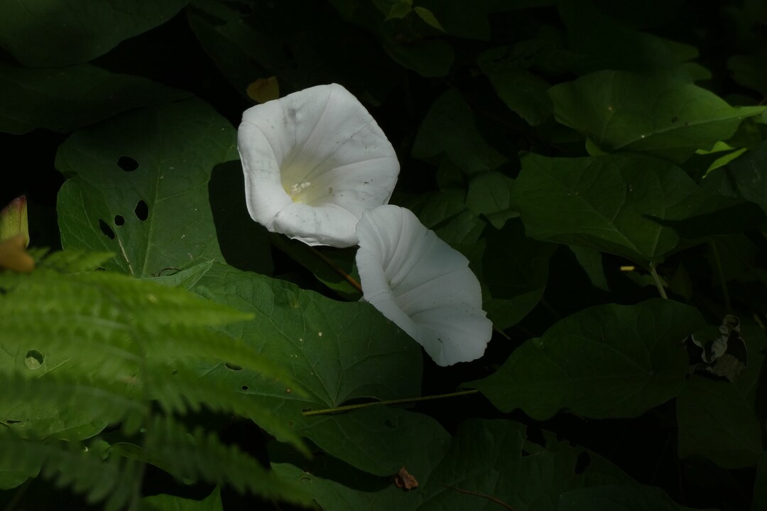 Morning Glories Photo - Etsy