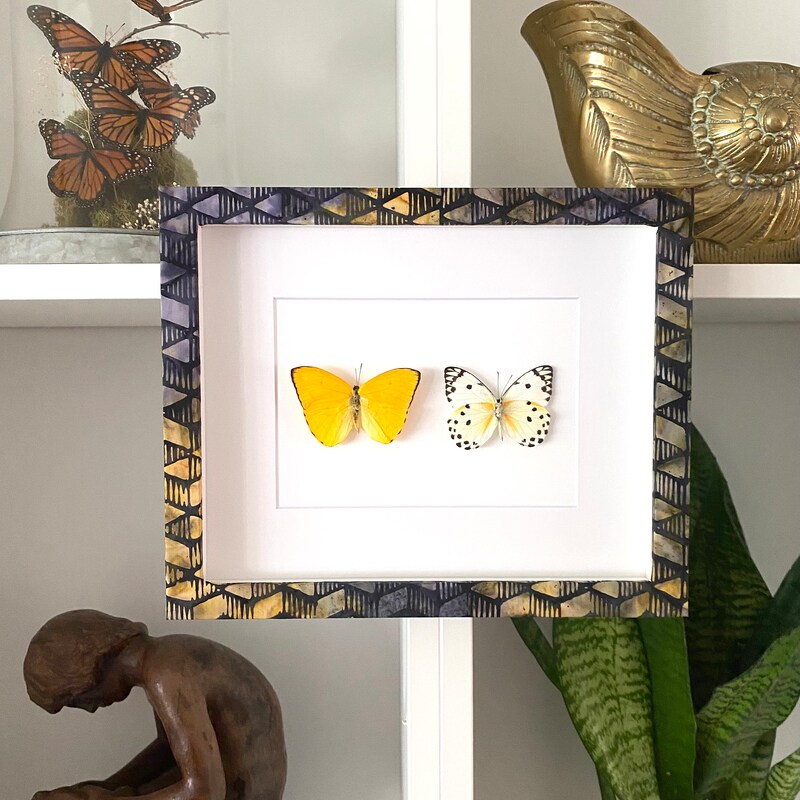 Mounted Butterflies - Etsy