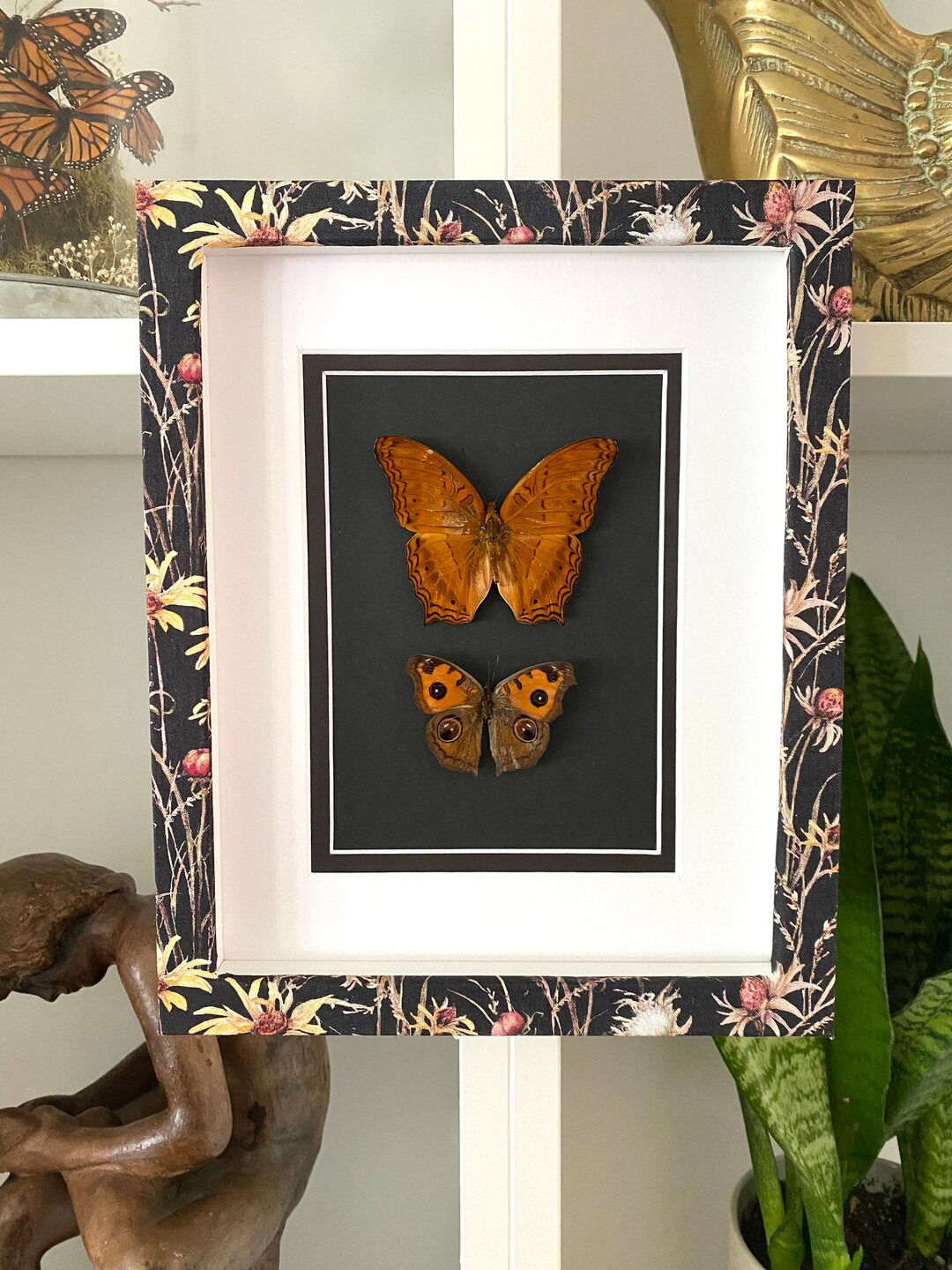 Framed Butterfly Display Wall Art, Mounted Specimens for Collection or ...