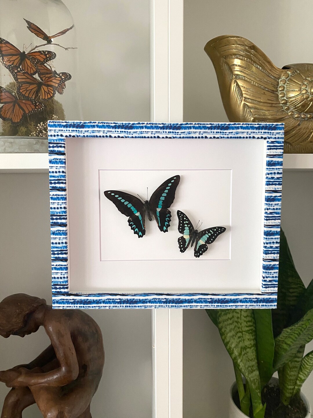Framed Butterfly Display Wall Art, Mounted Specimens for Collection or ...