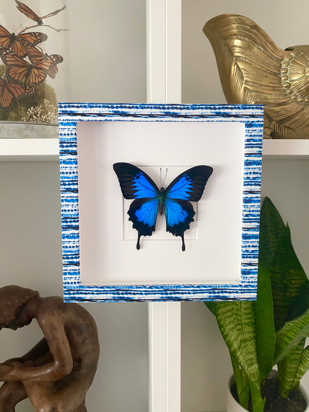 Real Framed Butterfly Moth Display Real Butterfly Art Ethically Sourced ...