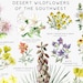 Desert Wildflower Poster 13x19 Inch Wall Art Wildflower Botanical Chart ...