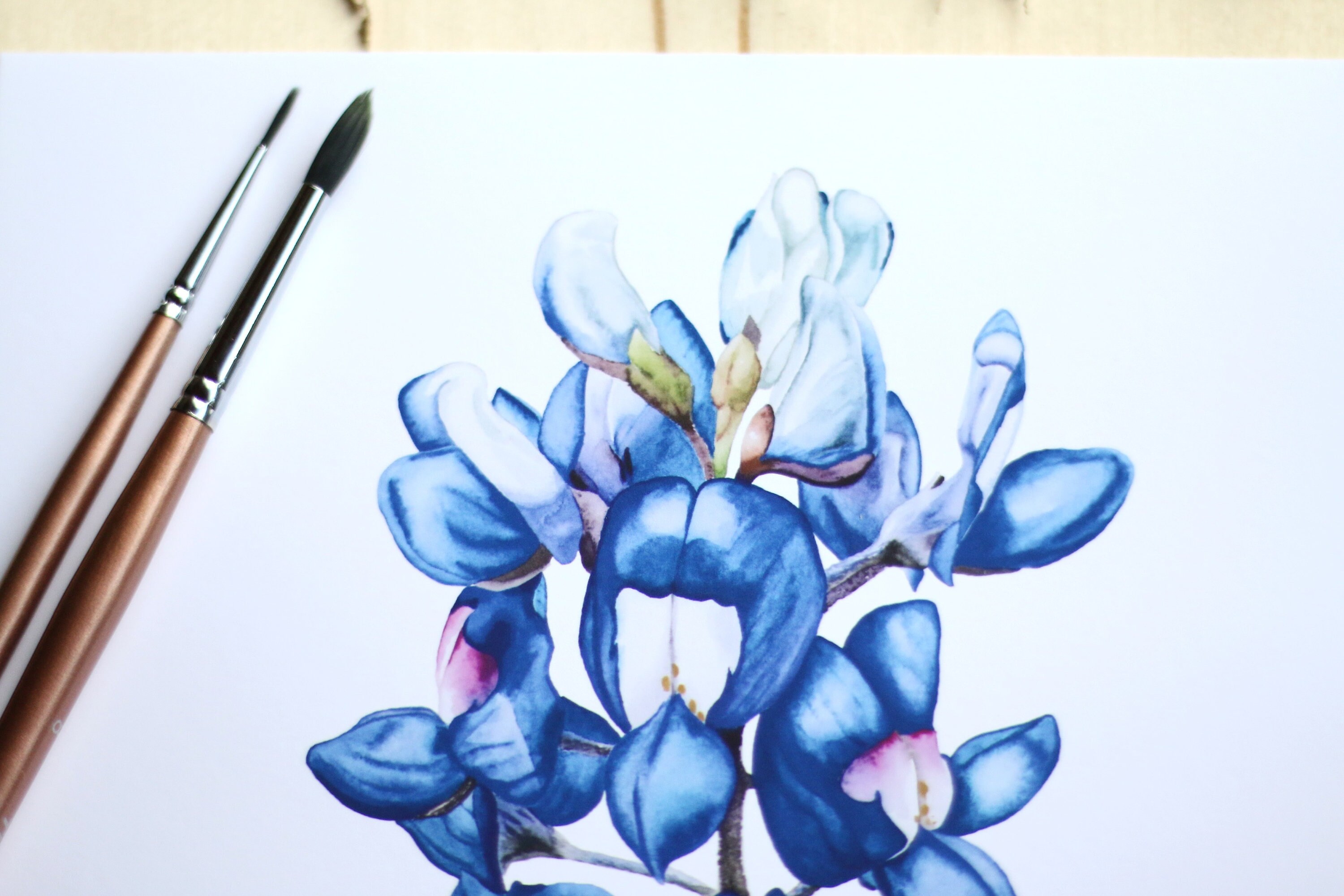 Texas Bluebonnet Watercolor Print. Native Wildflower Botanical - Etsy