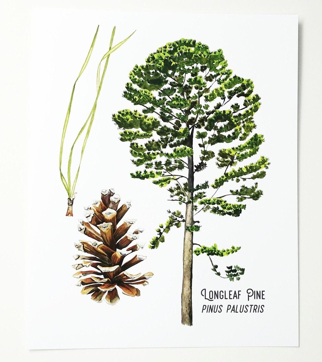 Longleaf Pine Tree Illustration