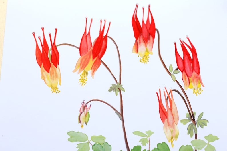 Red Columbine Flower Wall Art. Native Wildflower Botanical - Etsy