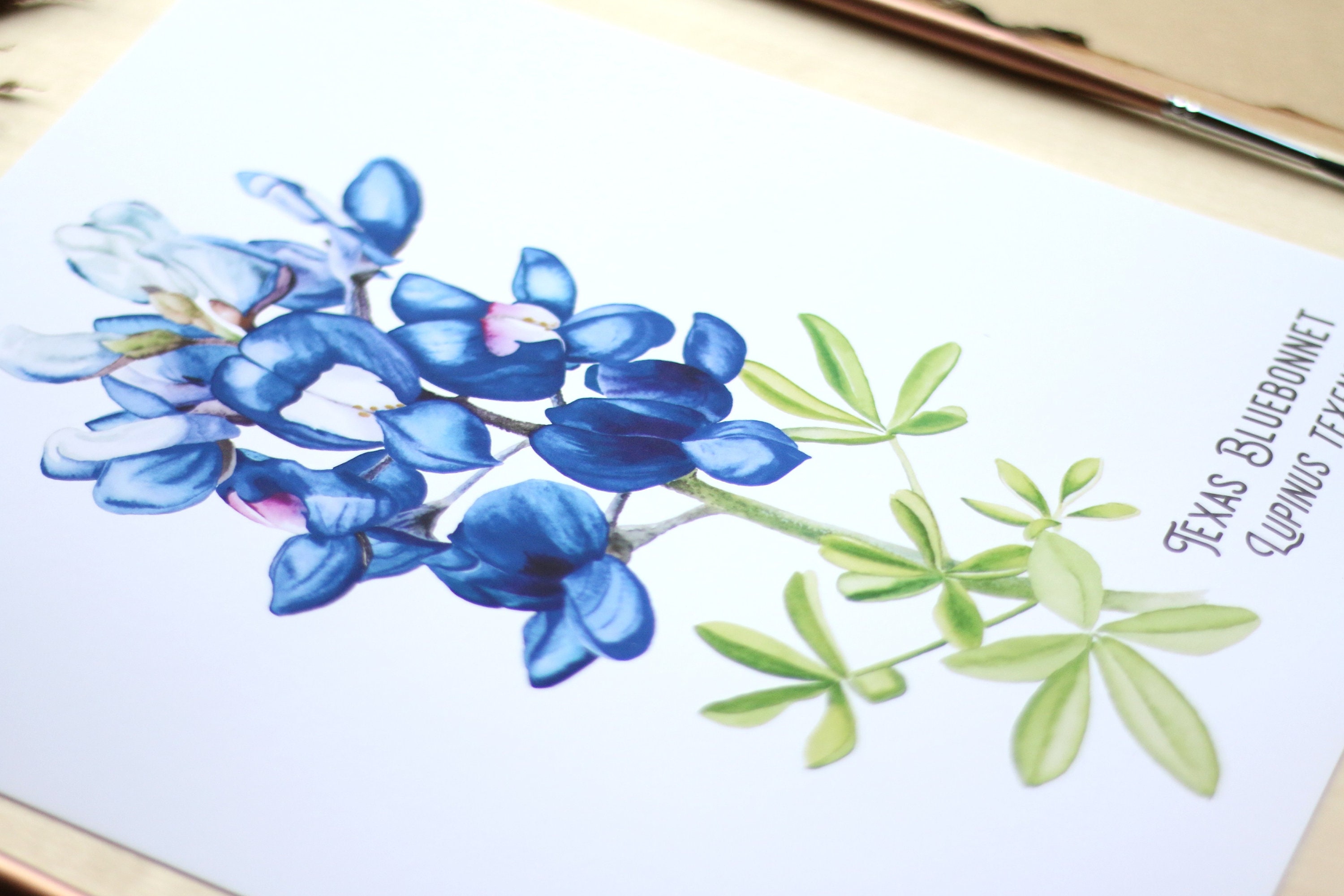 Texas Bluebonnet Watercolor Print. Native Wildflower Botanical - Etsy