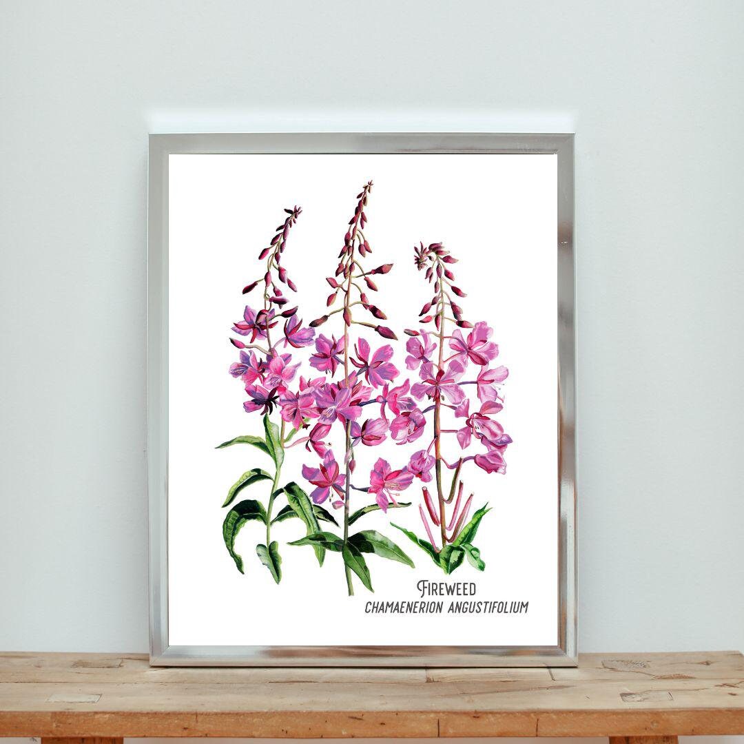 Fireweed Wildflower Original Watercolor Painting Print. Pink and Green ...