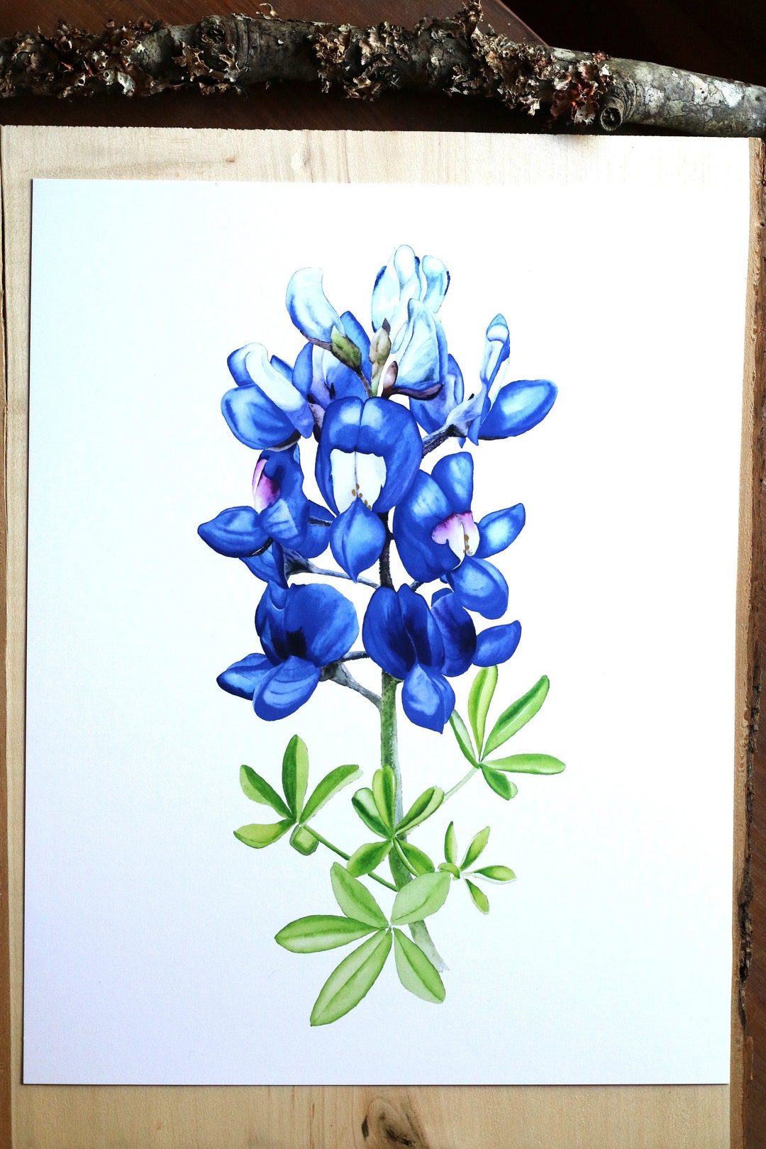 Texas Bluebonnet Watercolor Print. Native Wildflower Botanical Print ...