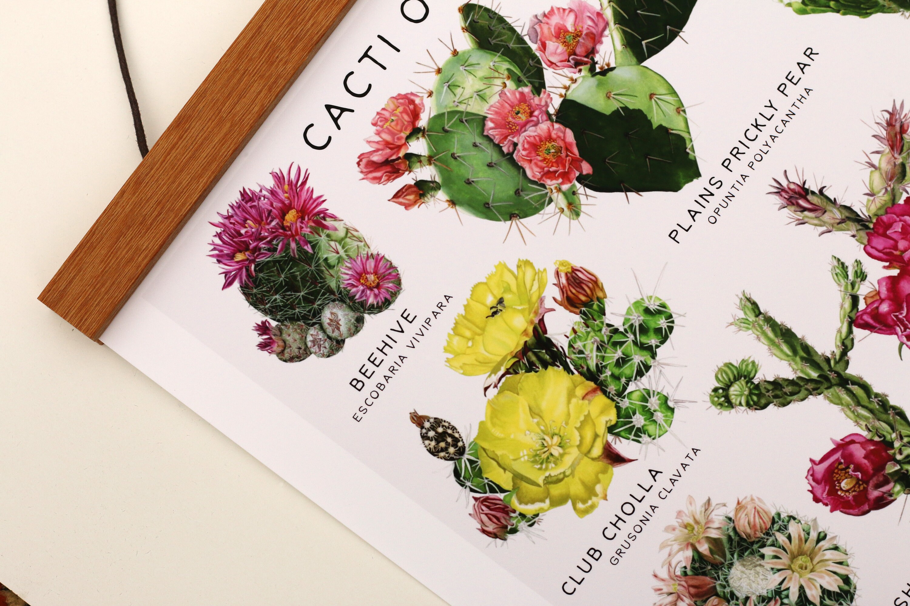 Cactus Poster Cactus Print Cacti Species Wall Art Cacti - Etsy