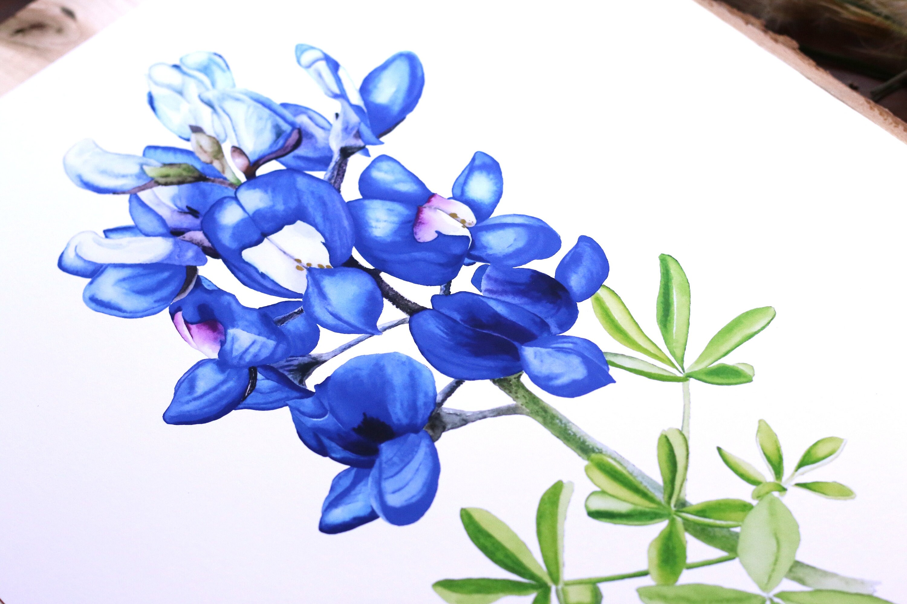 Texas Bluebonnet Watercolor Print. Native Wildflower Botanical - Etsy
