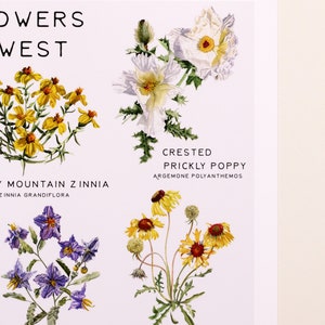 Desert Wildflower Poster | 13x19 Inch | Wall Art | Wildflower Botanical ...