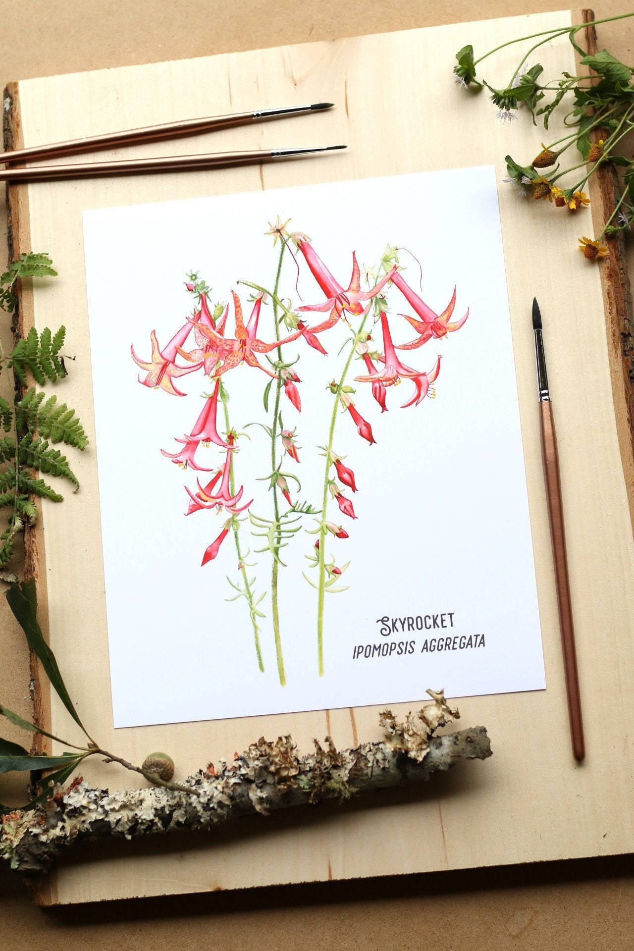 Skyrocket Flower