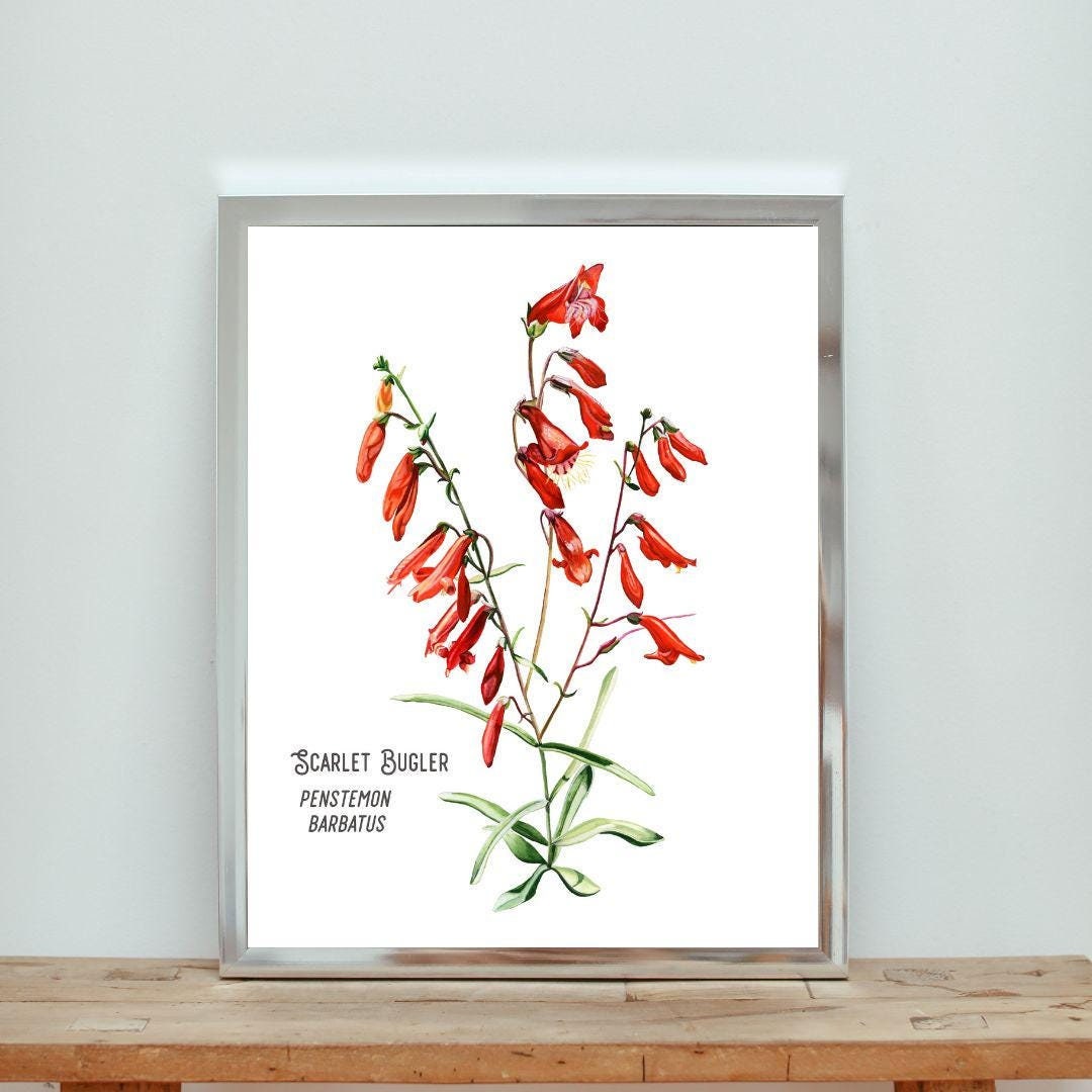 Penstemon Wildflower Watercolor Print. Scarlet Bugler. Southwest ...