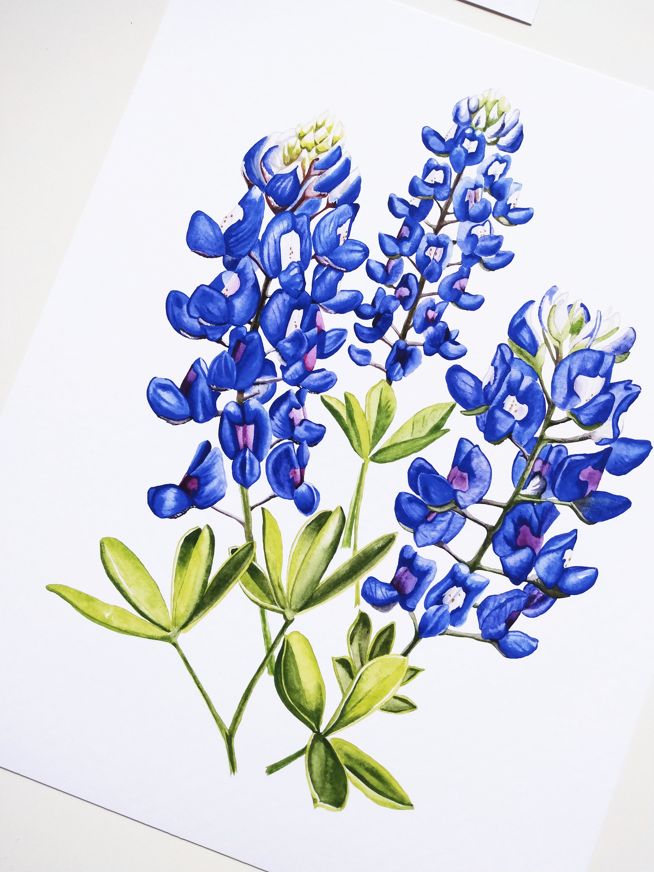 Texas Bluebonnet Watercolor Print. Bluebonnet Meadow. Native Wildflower ...