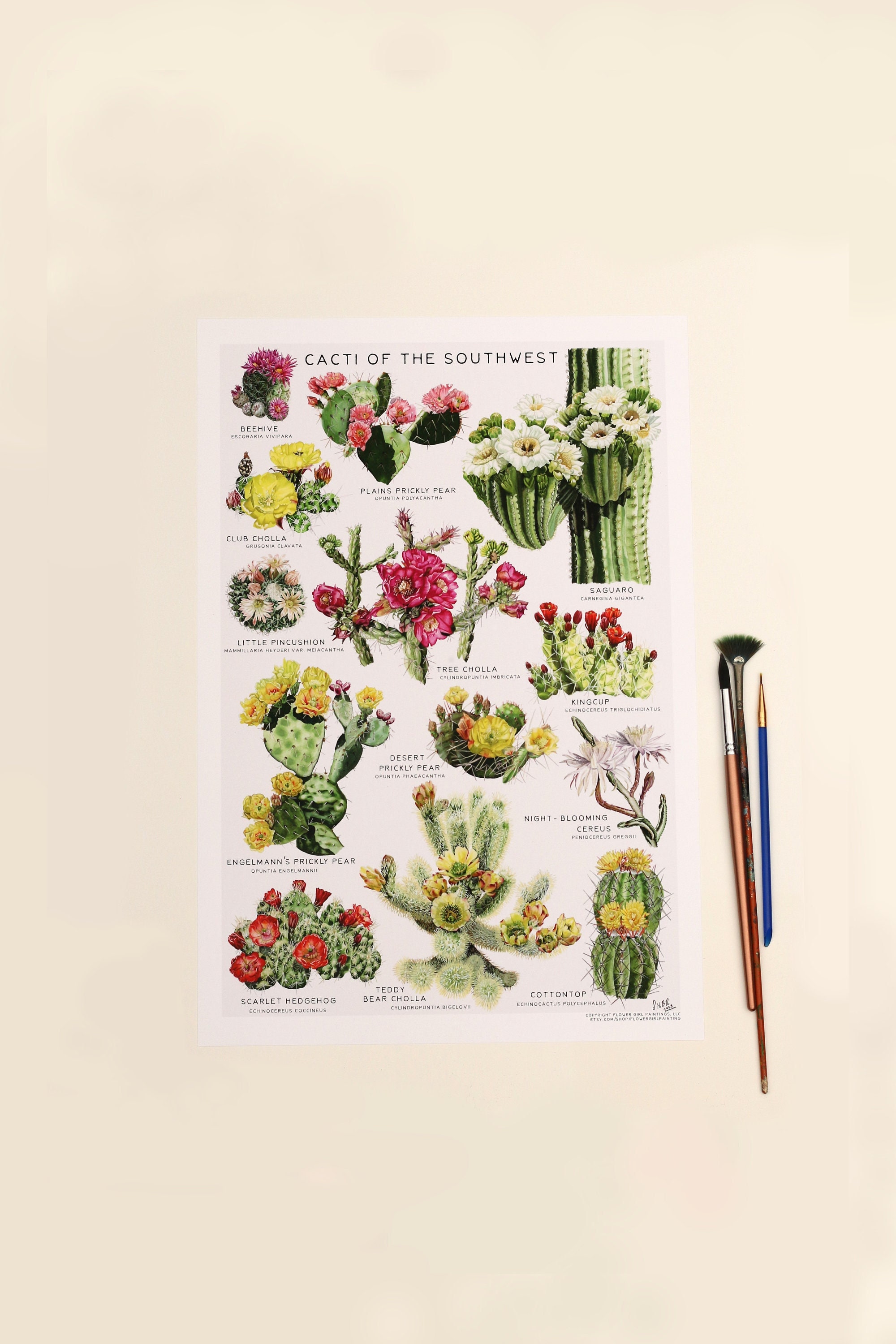 Cactus Poster Cactus Print Cacti Species Wall Art Cacti - Etsy