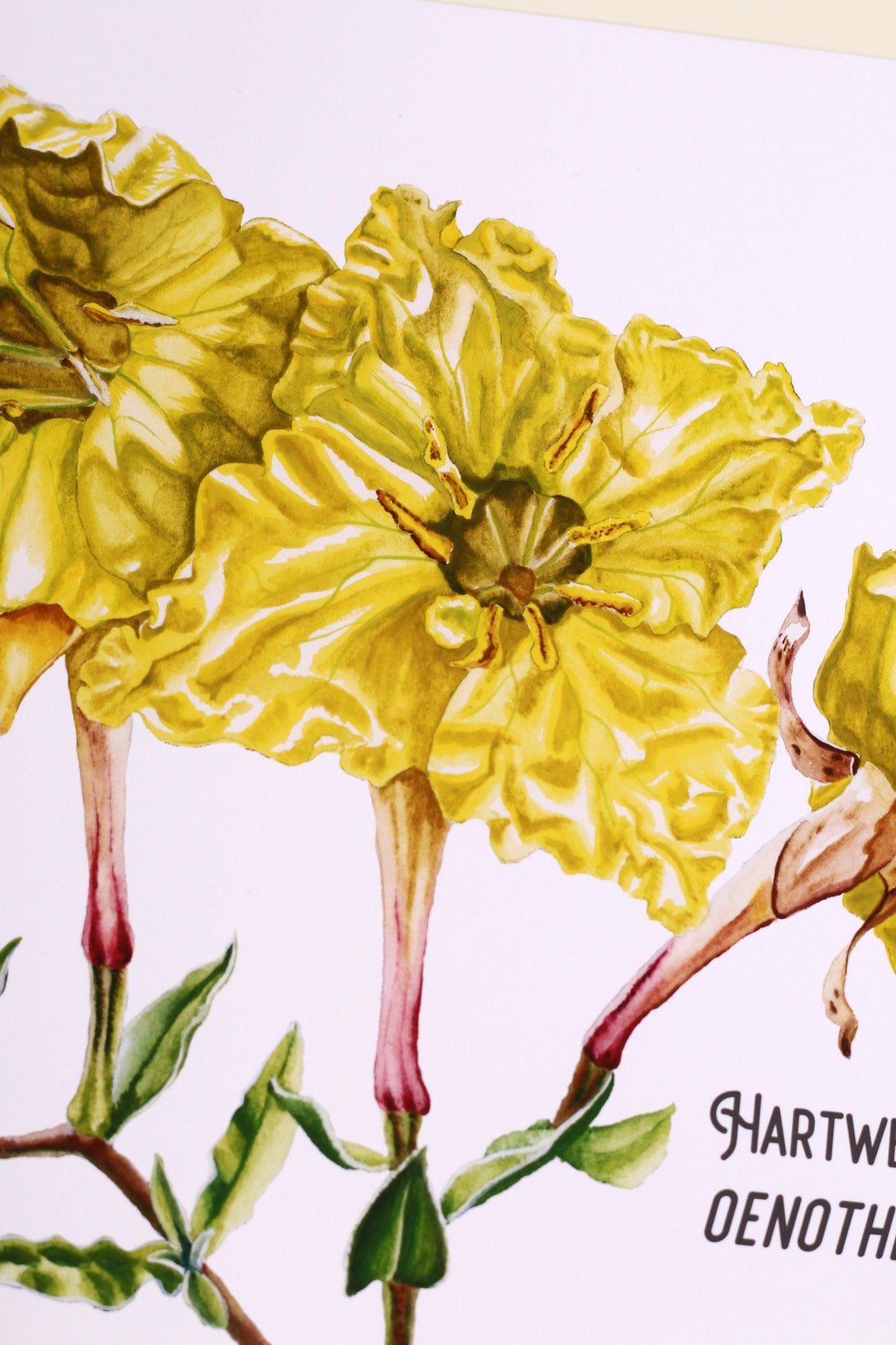 Evening Primrose Wall Art. Hartweg's Sundrops. Arizona, New Mexico ...