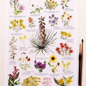 Desert Wildflower Poster | 13x19 Inch | Wall Art | Wildflower Botanical ...
