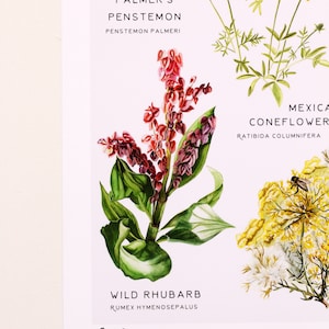 Desert Wildflower Poster | 13x19 Inch | Wall Art | Wildflower Botanical ...