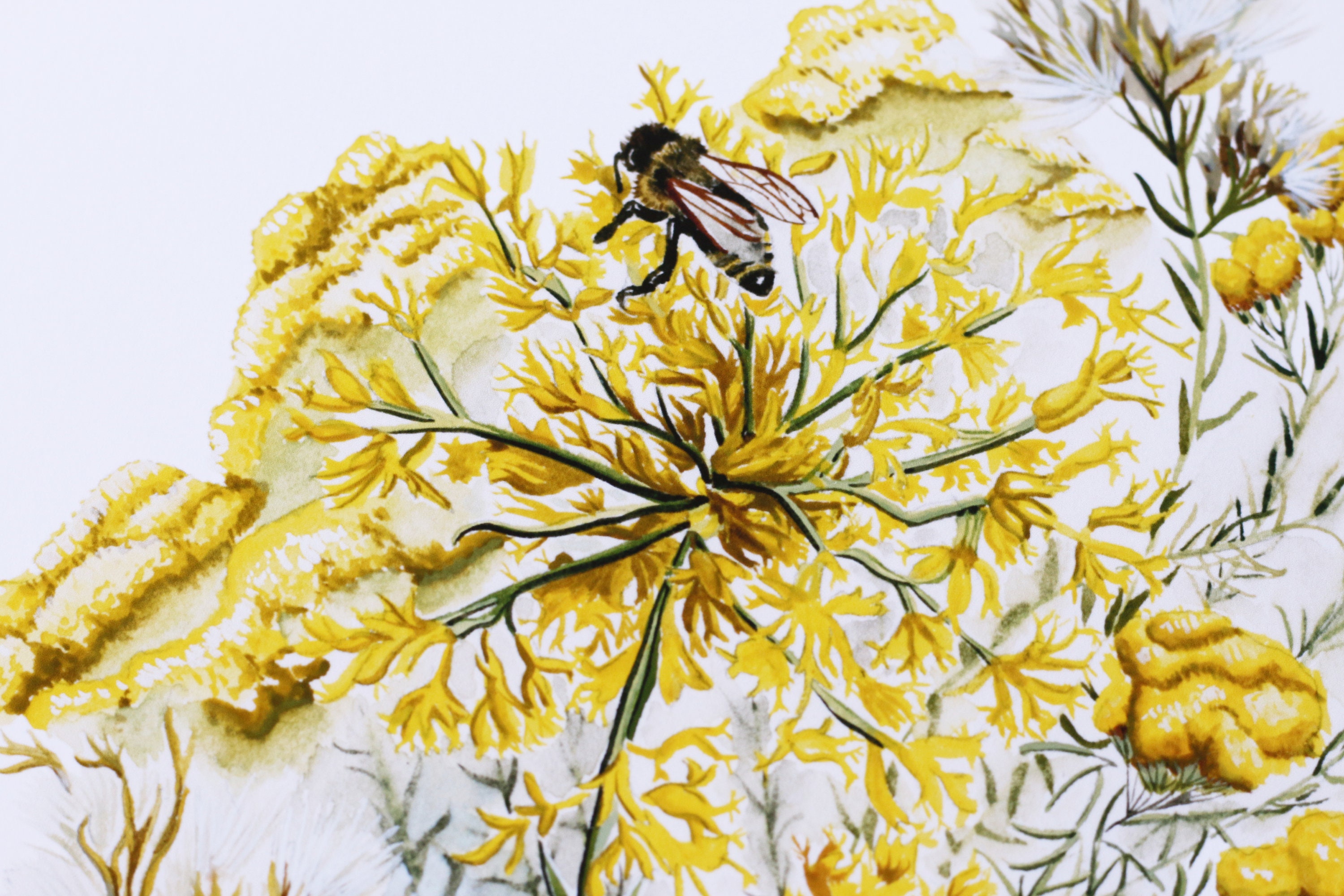 Chamisa Native Wildflower Watercolor Print. Northwest-southwest-rocky ...