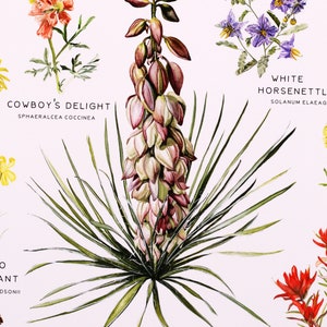 Desert Wildflower Poster | 13x19 Inch | Wall Art | Wildflower Botanical ...
