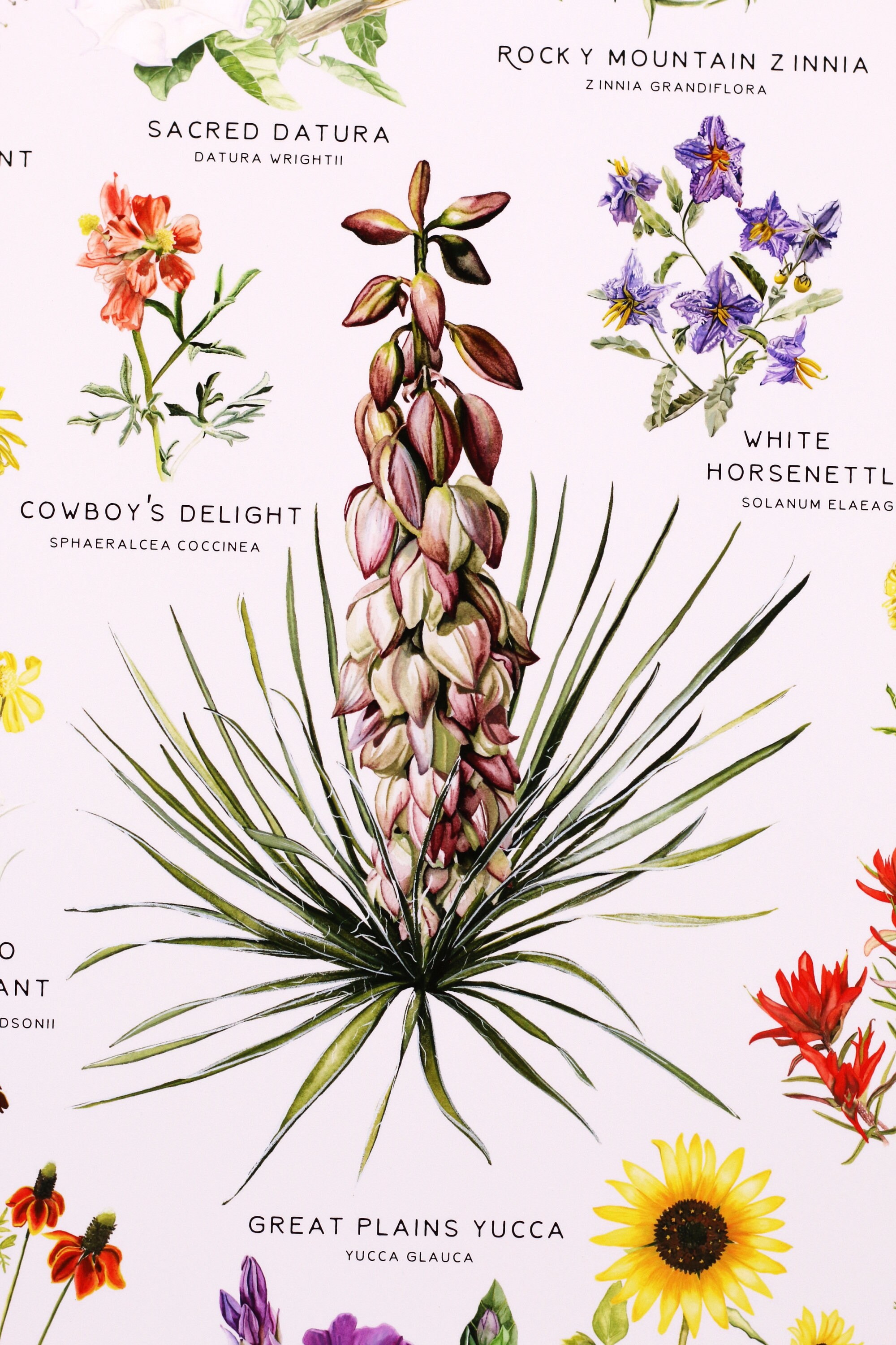 Desert Wildflower Art Print: Southwest Botanical Chart (13x19 Inch) - Etsy