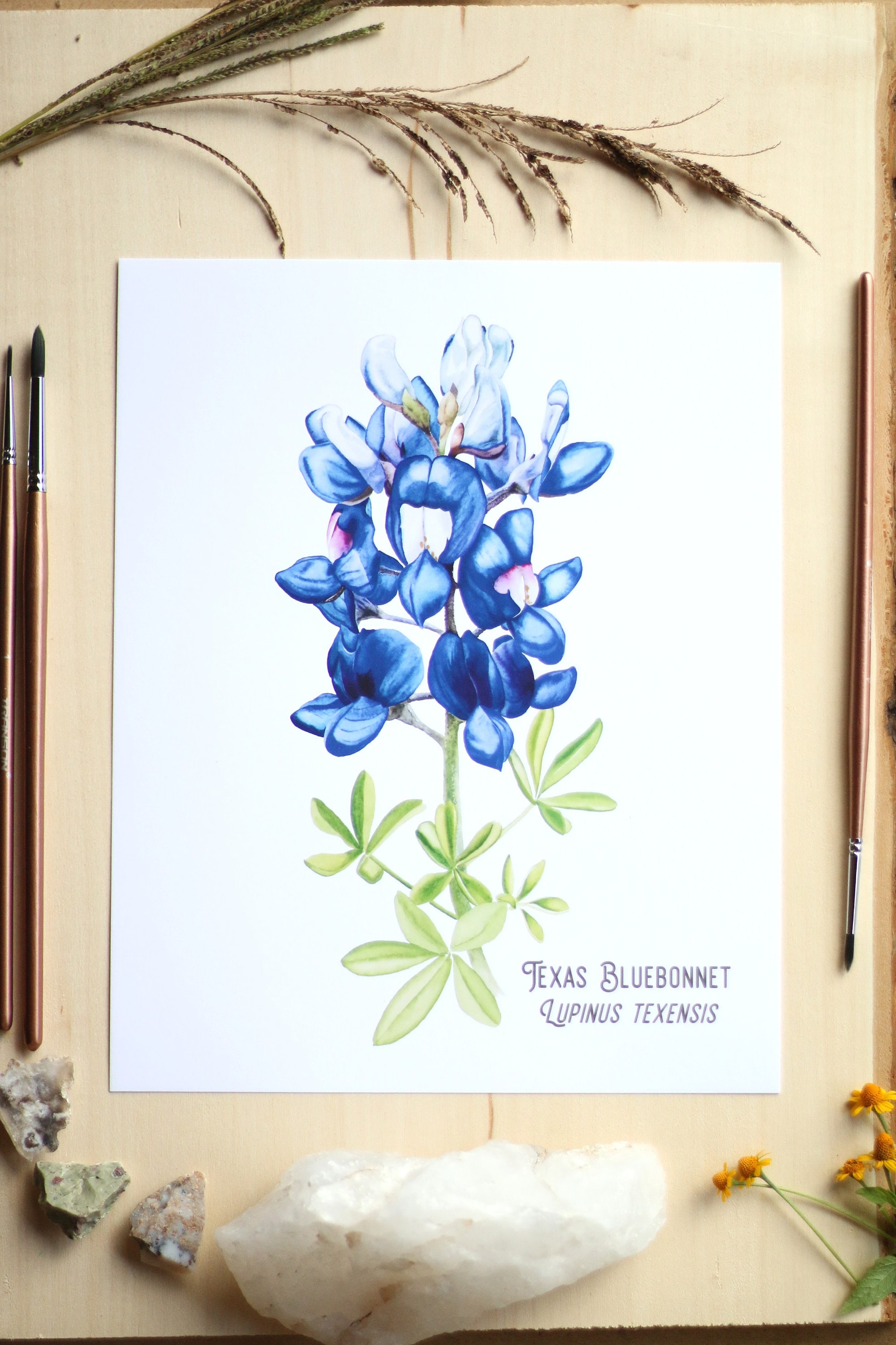 Texas Bluebonnet Watercolor Print. Native Wildflower Botanical - Etsy