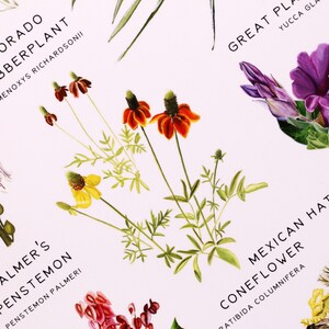 Desert Wildflower Poster | 13x19 Inch | Wall Art | Wildflower Botanical ...