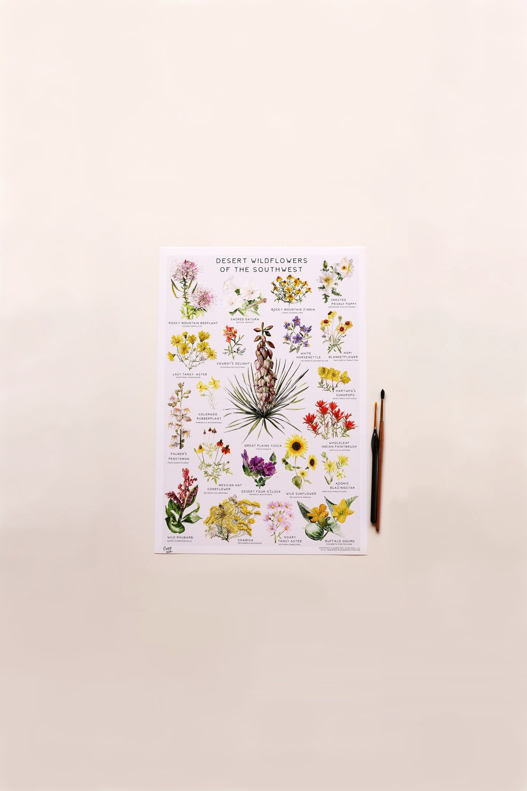 Desert Wildflower Poster 13x19 Inch Wall Art Wildflower Botanical Chart ...
