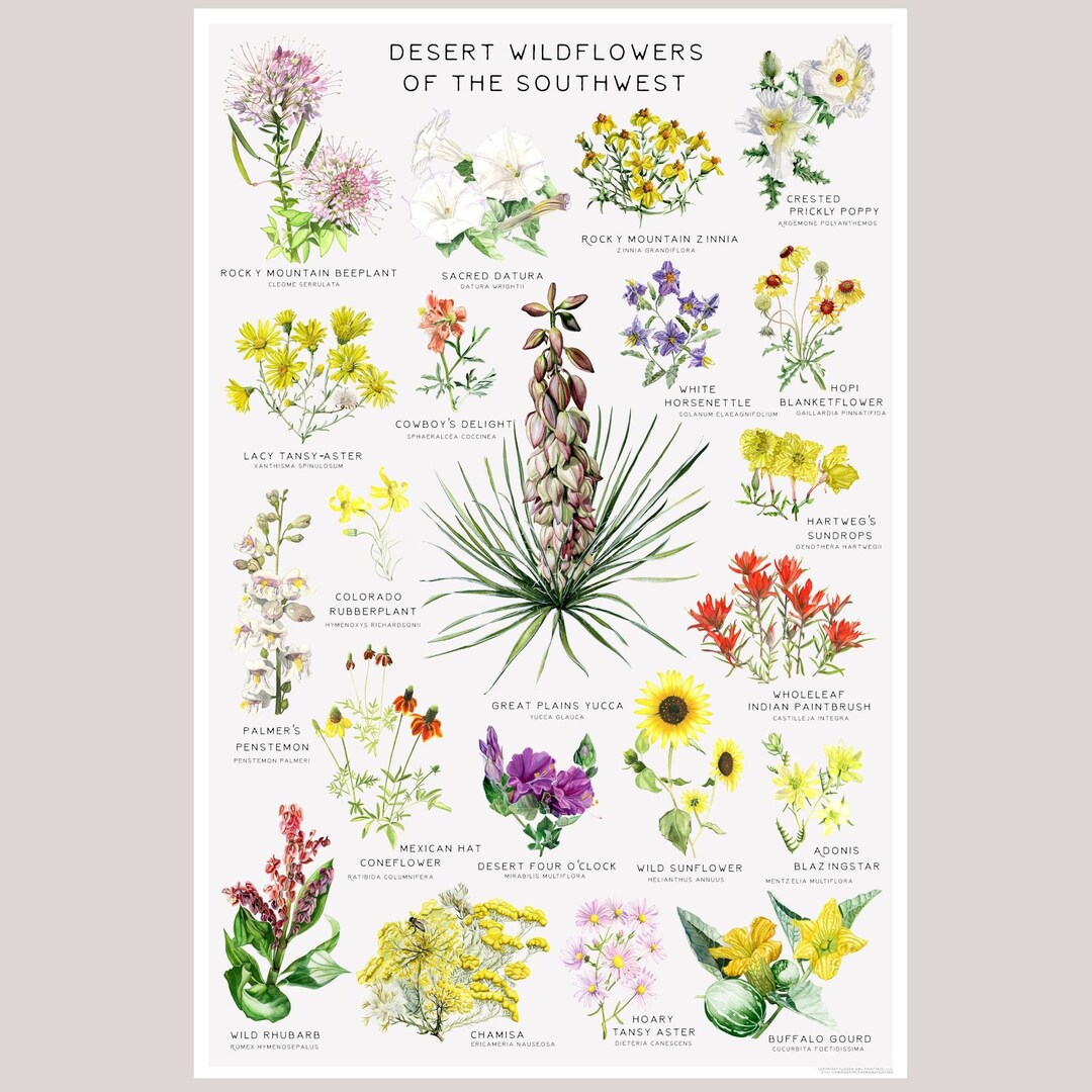 Desert Wildflower Botanical Chart: Southwest Watercolor Art Print ...