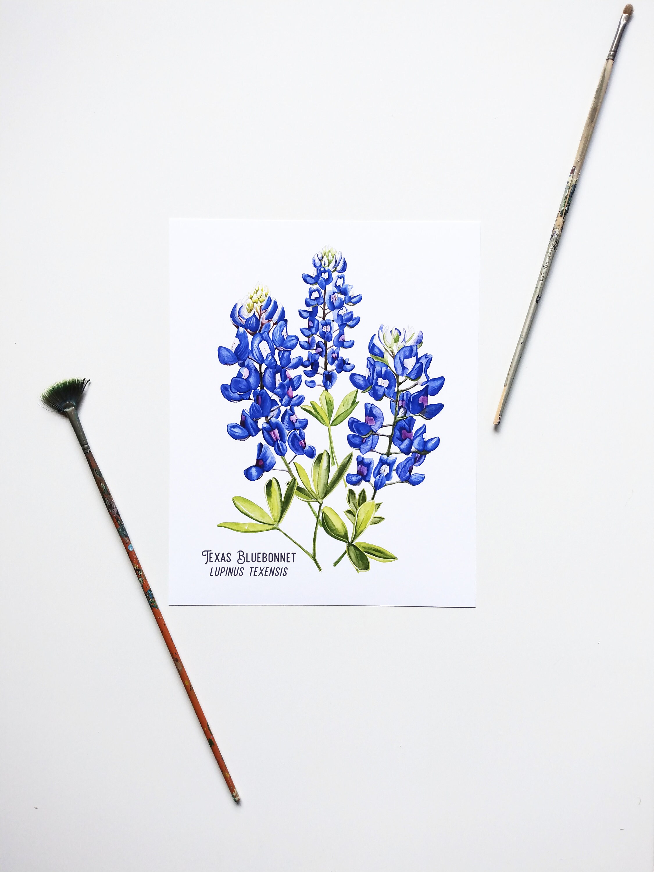 Texas Bluebonnet Watercolor Print. Bluebonnet Meadow. Native Wildflower ...
