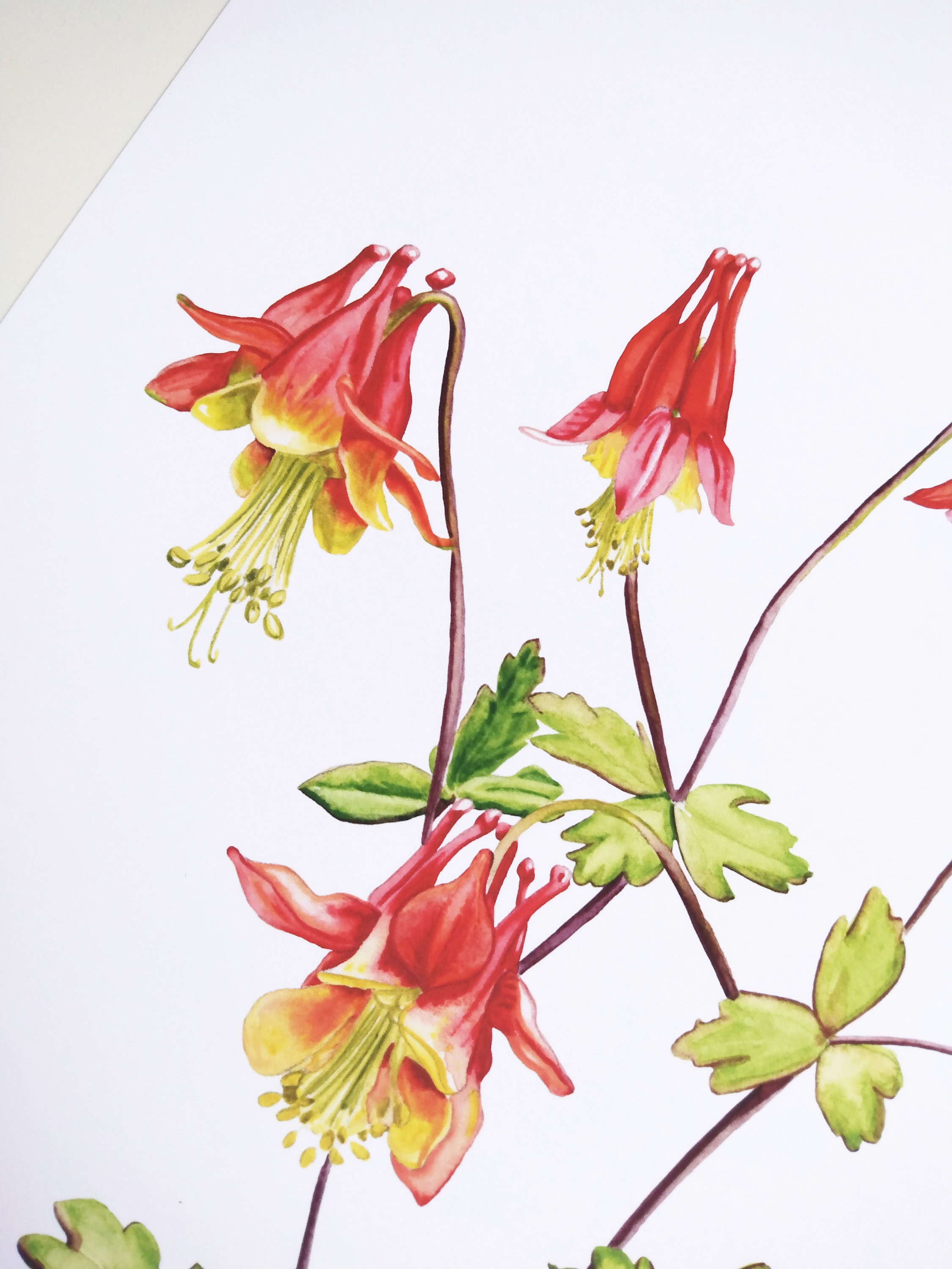 Columbine Native Wildflower Watercolor Print. Eastern Red - Etsy