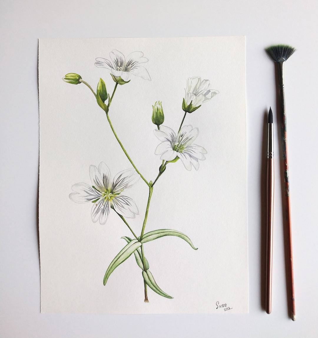 Field Chickweed Native Wildflower Painting. White Flower Watercolor ...