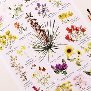 Desert Wildflower Poster | 13x19 Inch | Wall Art | Wildflower Botanical ...