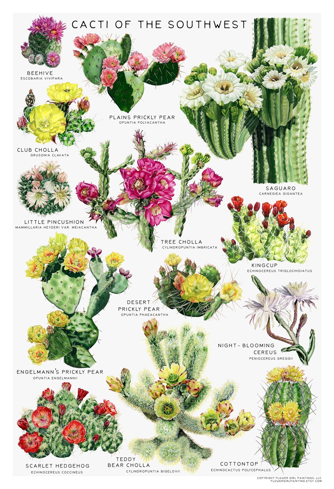 Cactus Poster | Cactus Print | Cacti Species Wall Art | Cacti Botanical ...