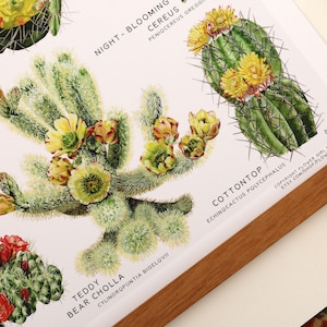 Cactus Poster | Cactus Print | Cacti Species Wall Art | Cacti Botanical ...