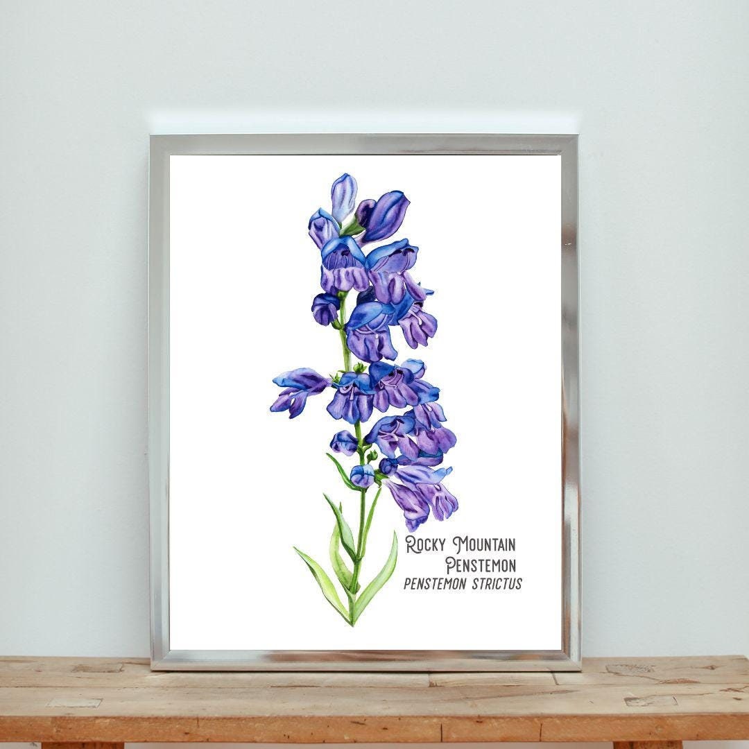 Rocky Mountain Wildflower Watercolor Print. Penstemon. Colorado, New ...