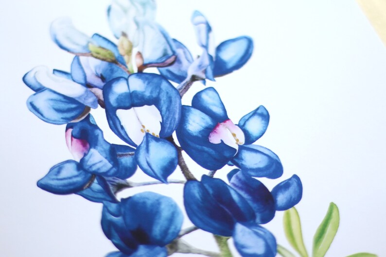 Texas Bluebonnet Watercolor Print: Native Wildflower Art - Etsy