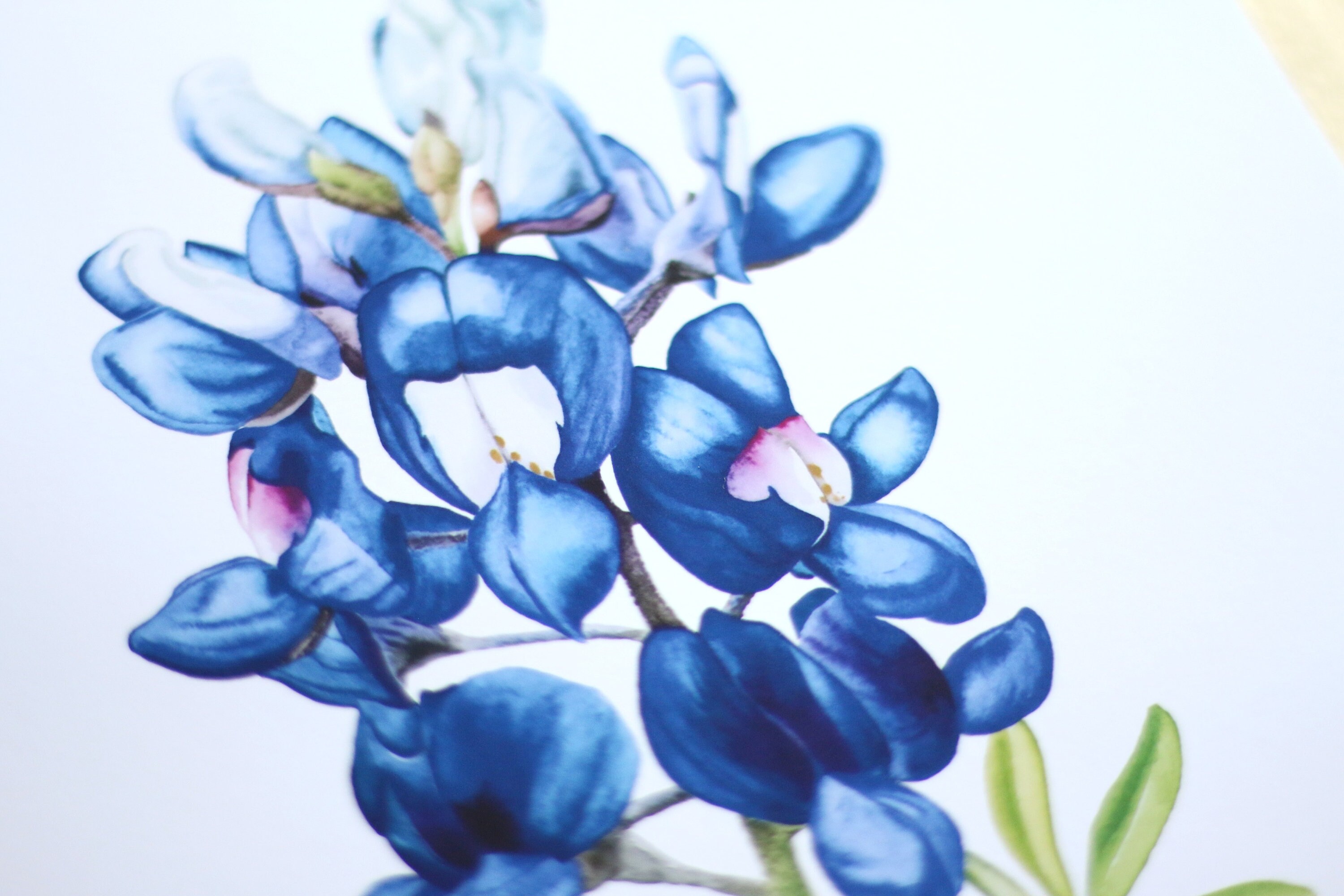 Texas Bluebonnet Watercolor Print. Native Wildflower Botanical - Etsy