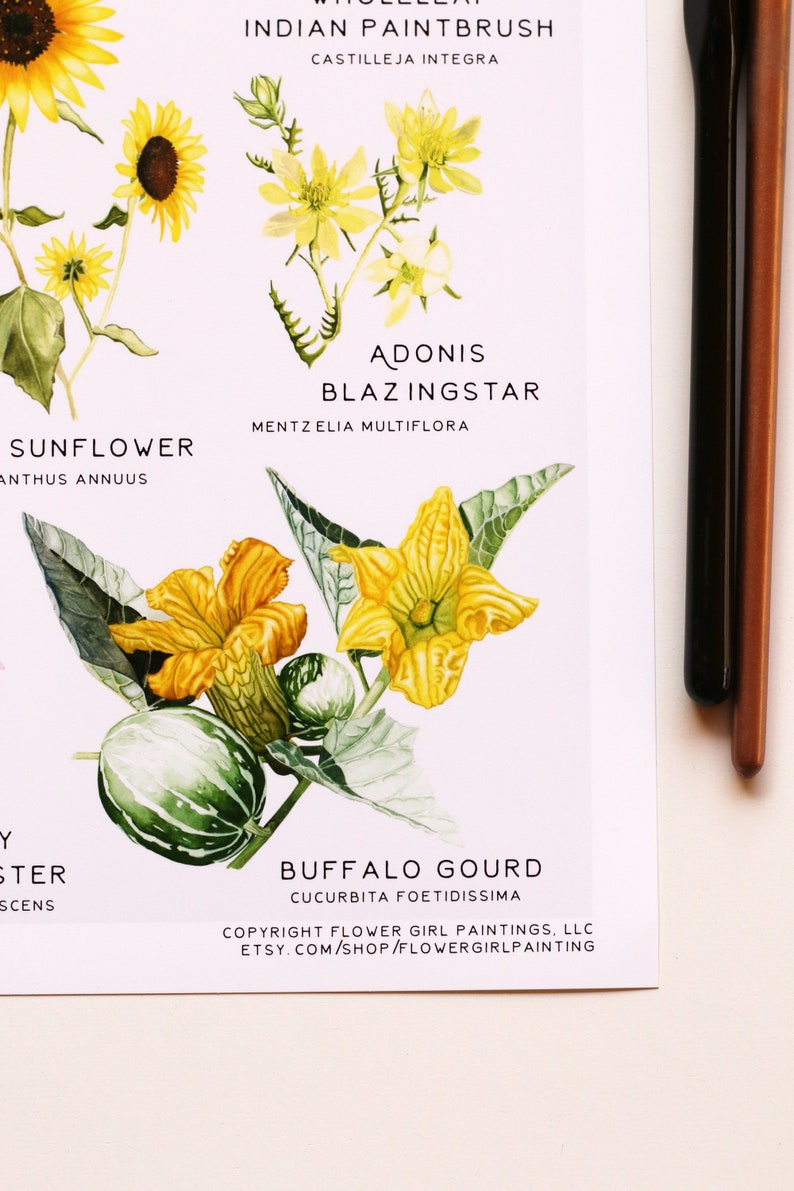 Desert Wildflower Art Print: Southwest Botanical Chart (13x19 Inch) - Etsy