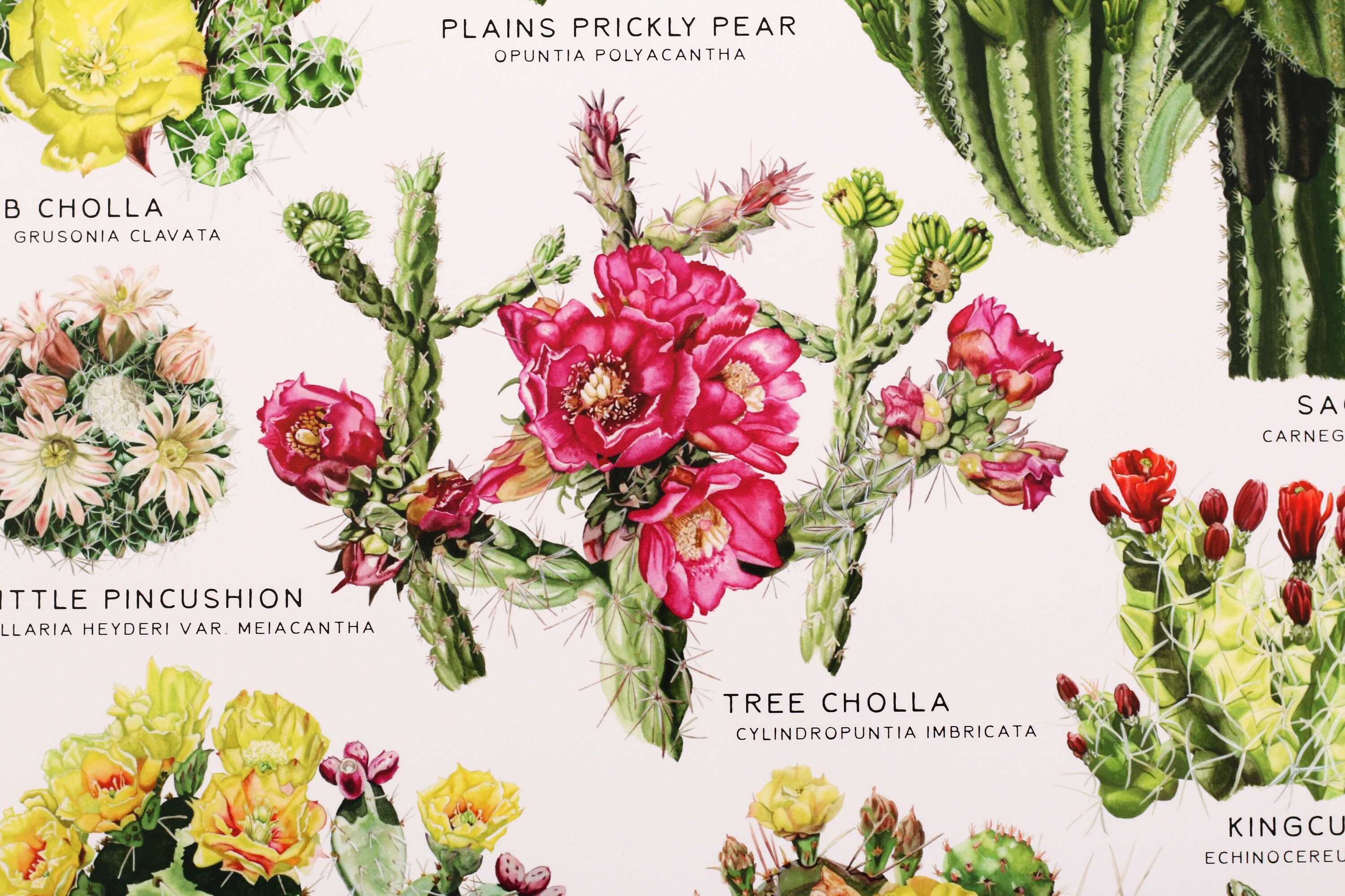 Cactus Poster Cactus Print Cacti Species Wall Art Cacti - Etsy