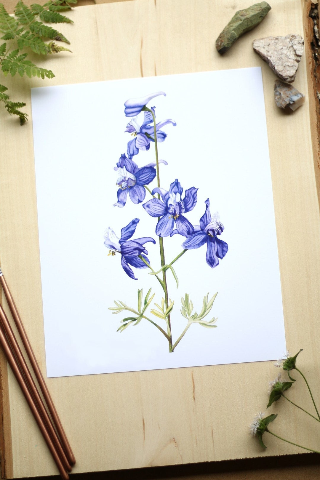 Larkspur Watercolor Print. Nuttall's Two-lobe Upland - Etsy