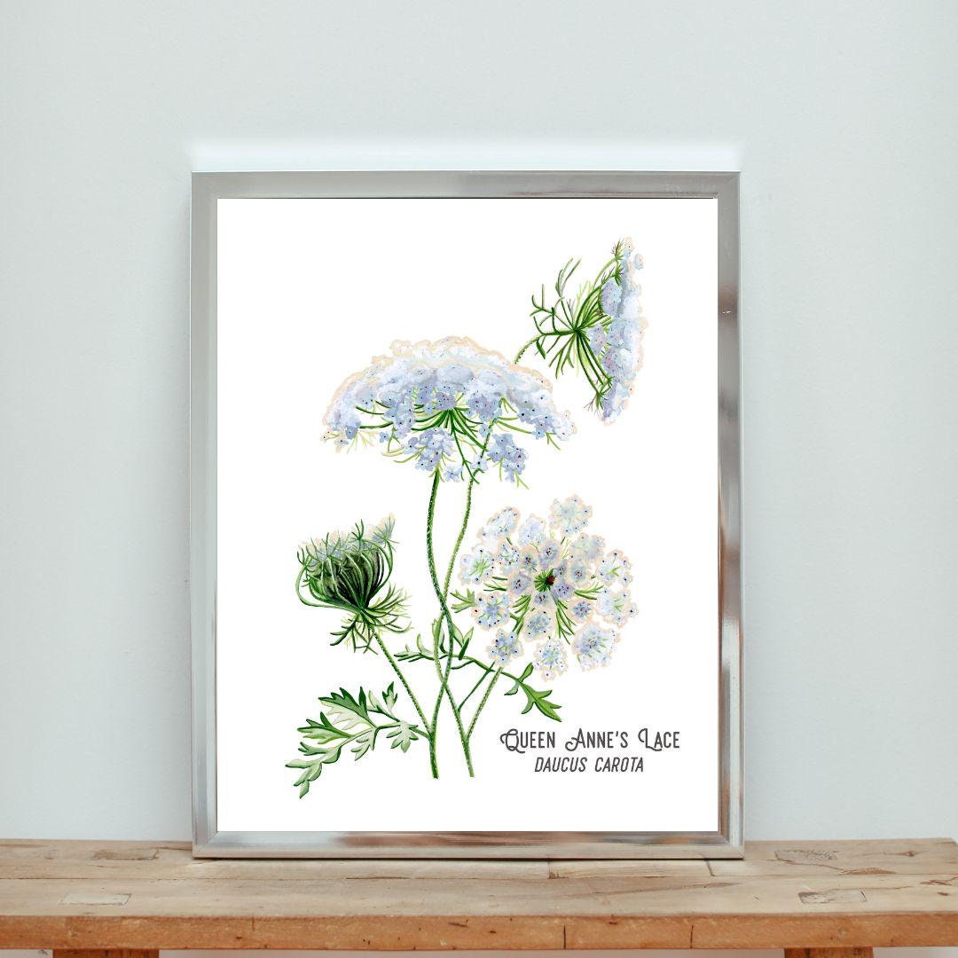 Queen Anne's Lace Wildflower Watercolor Painting Print. White and Green ...