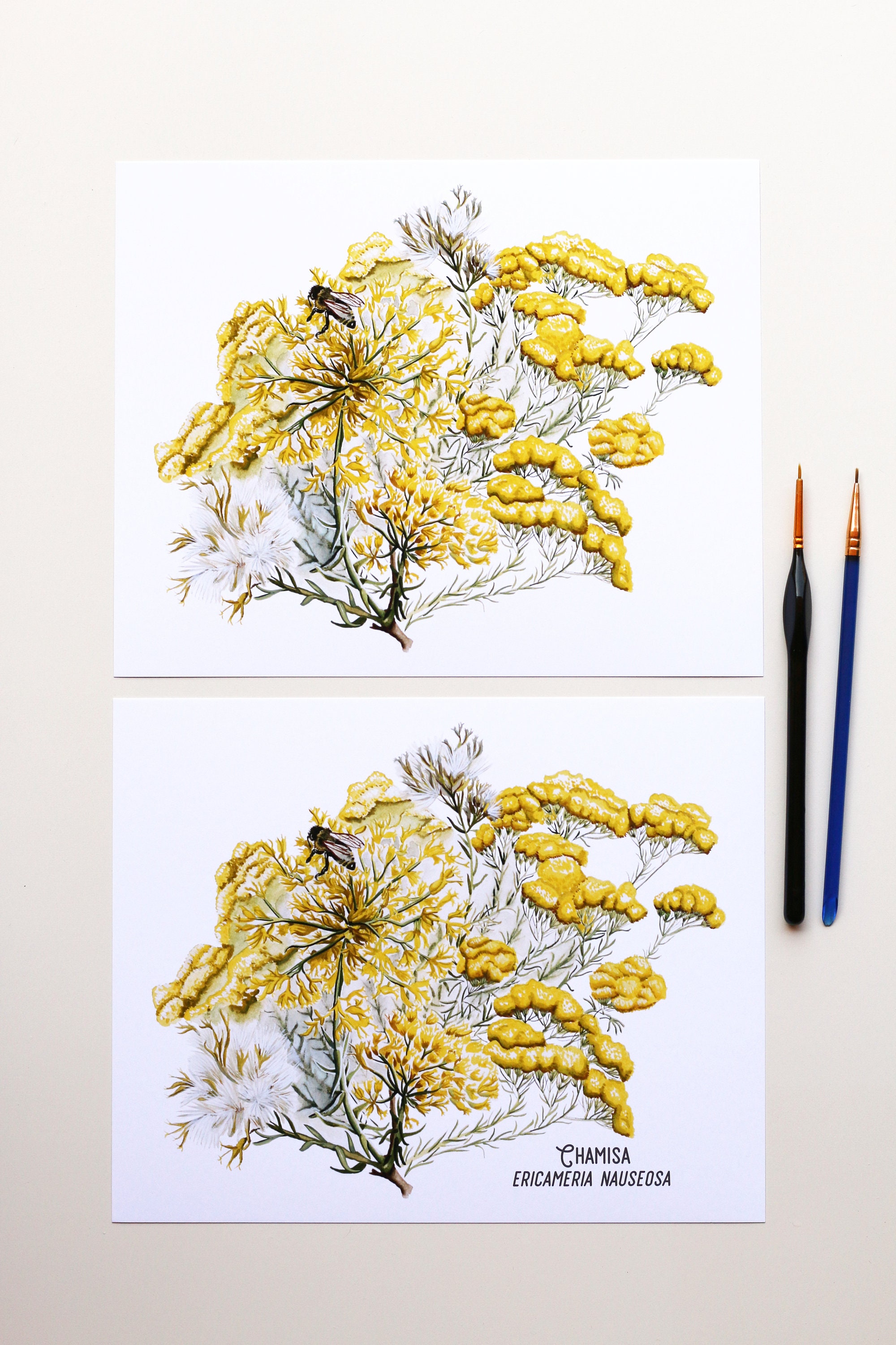 Chamisa Native Wildflower Watercolor Print. Northwest-southwest-rocky ...